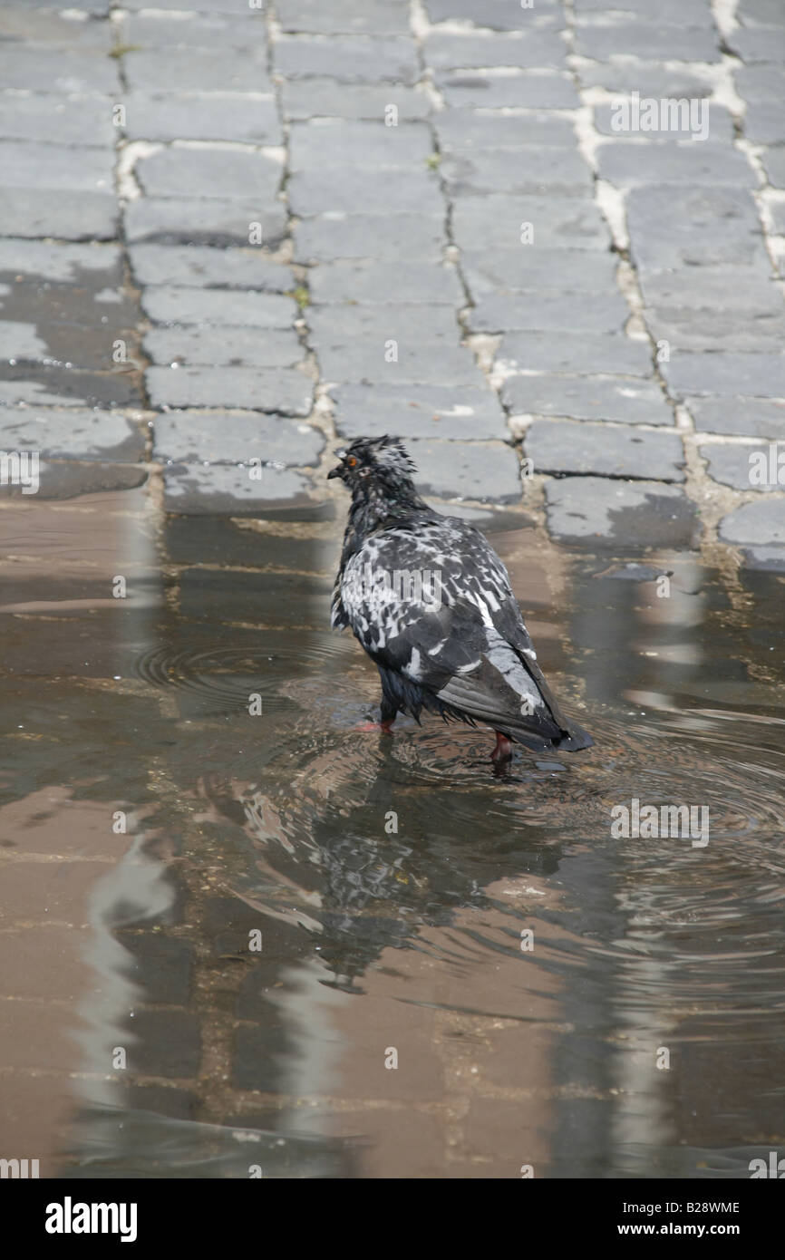pigeon bathing in water puddle on street in town Stock Photo - Alamy