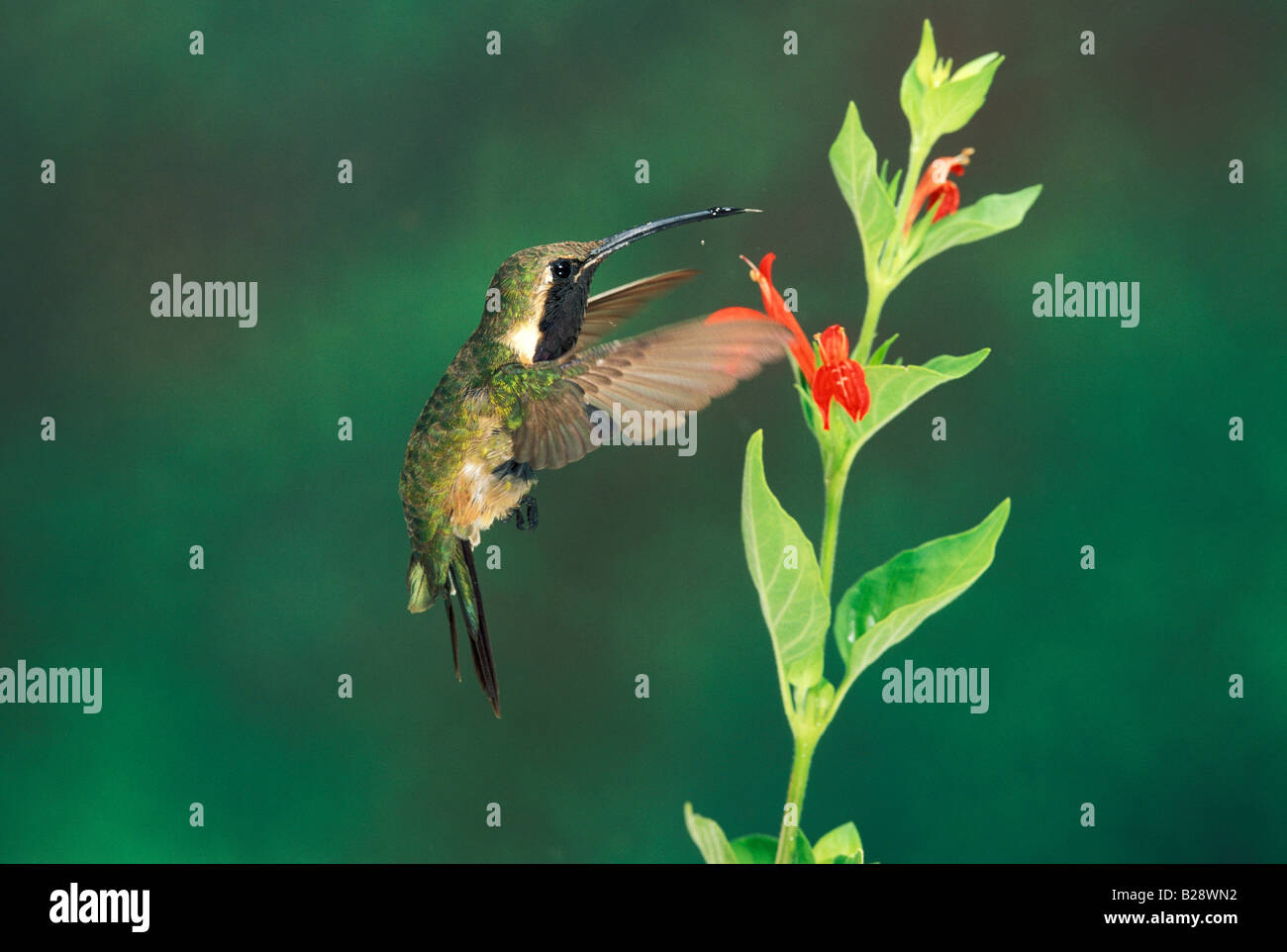 Lucifer Hummingbird Calothorax lucifer Sonoita Arizona United States ...