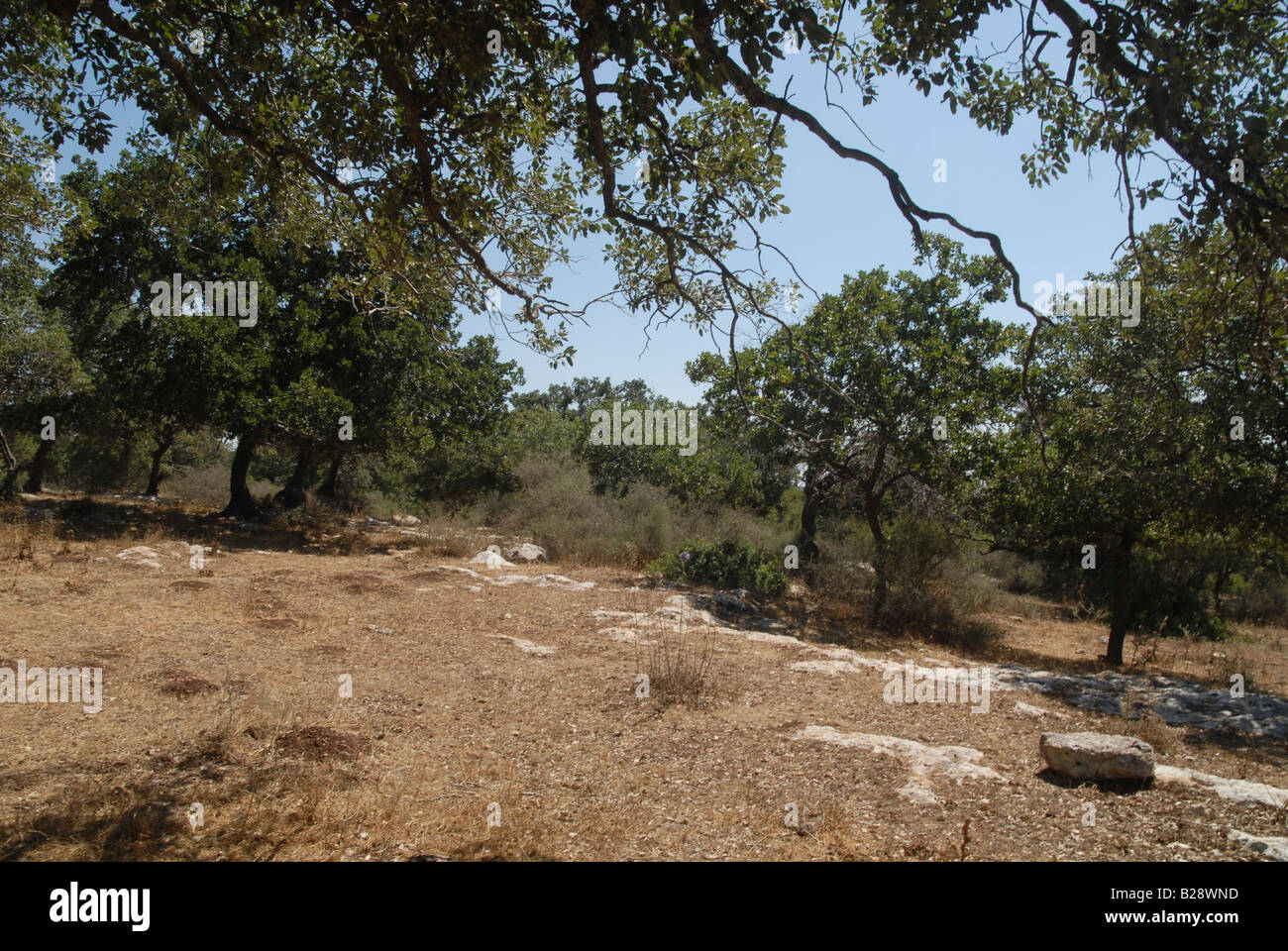 Quercus Calliprinos High Resolution Stock Photography and Images - Alamy