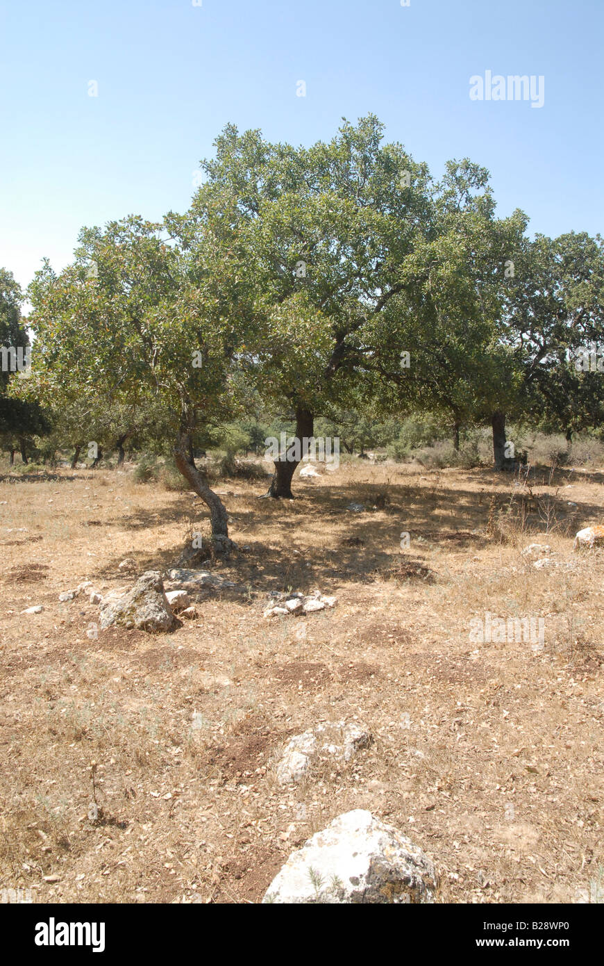 Israel Galilee Alonei Abba a natural forest of Oak trees Quercus ...