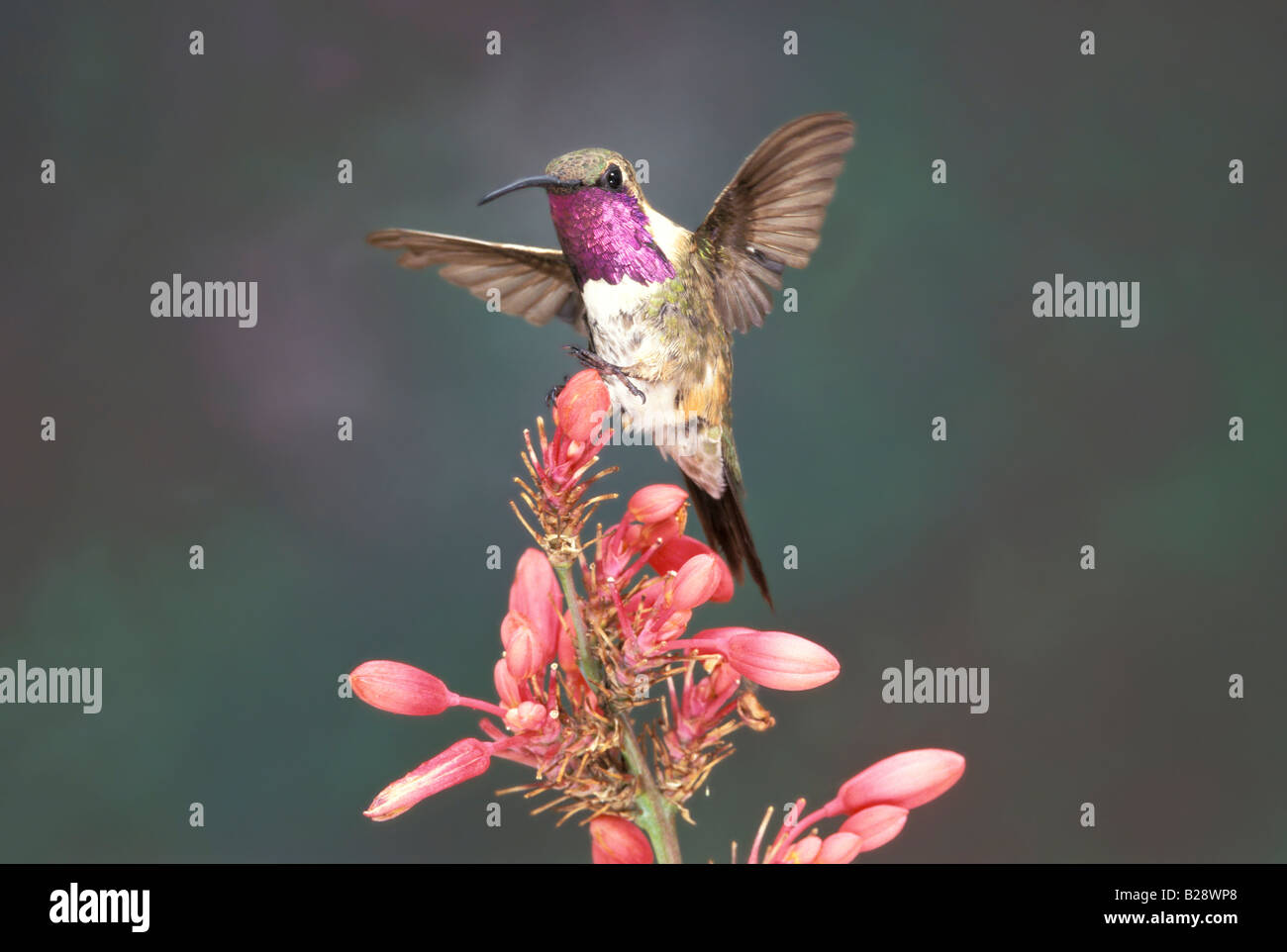 Lucifer Hummingbird Calothorax lucifer Sonoita Arizona United States ...