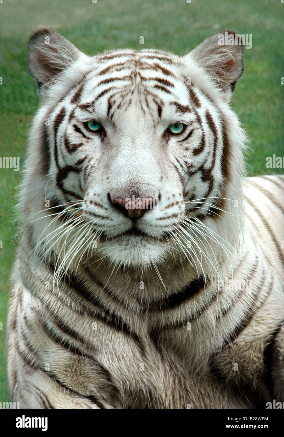 White Bengal Tiger in a close uip view portrait looking into the camera ...