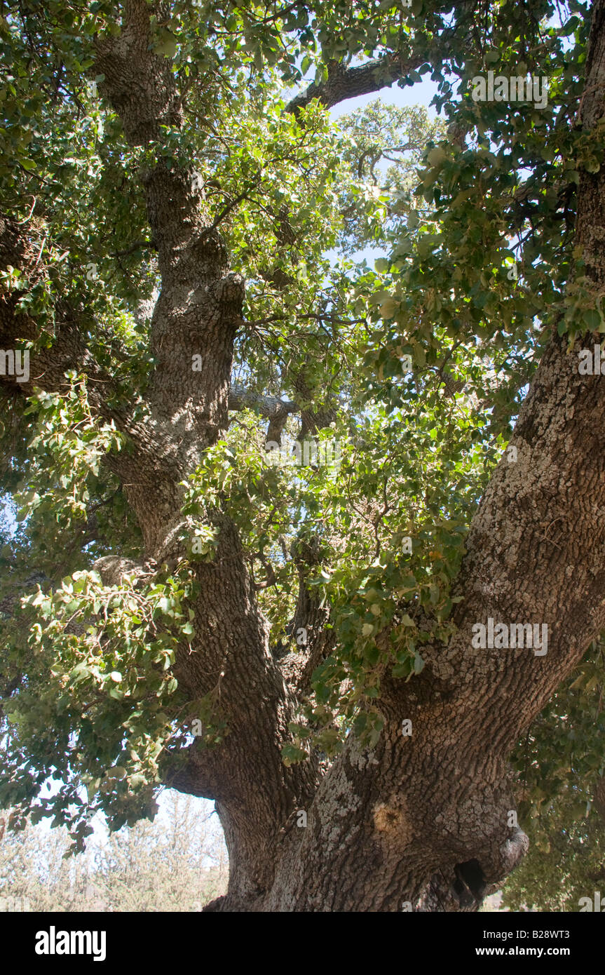 Israel Lower Galilee the tomb of Rabbi Aba Halafta Mount Tabor Oak tree ...