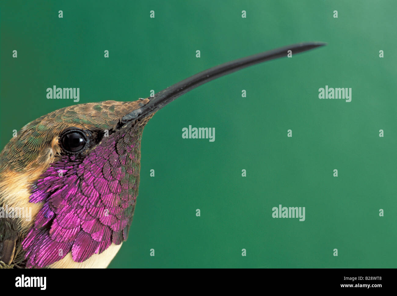 Lucifer hummingbird calothorax lucifer hi-res stock photography and ...