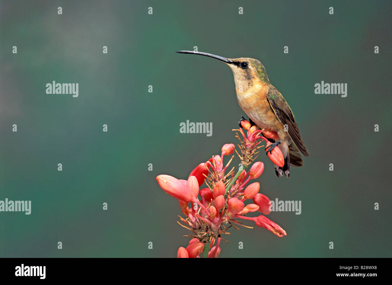 Lucifer Hummingbird Calothorax lucifer Sonoita Arizona United States ...