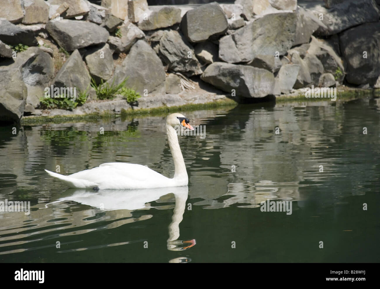 Swan in motion hi-res stock photography and images - Alamy