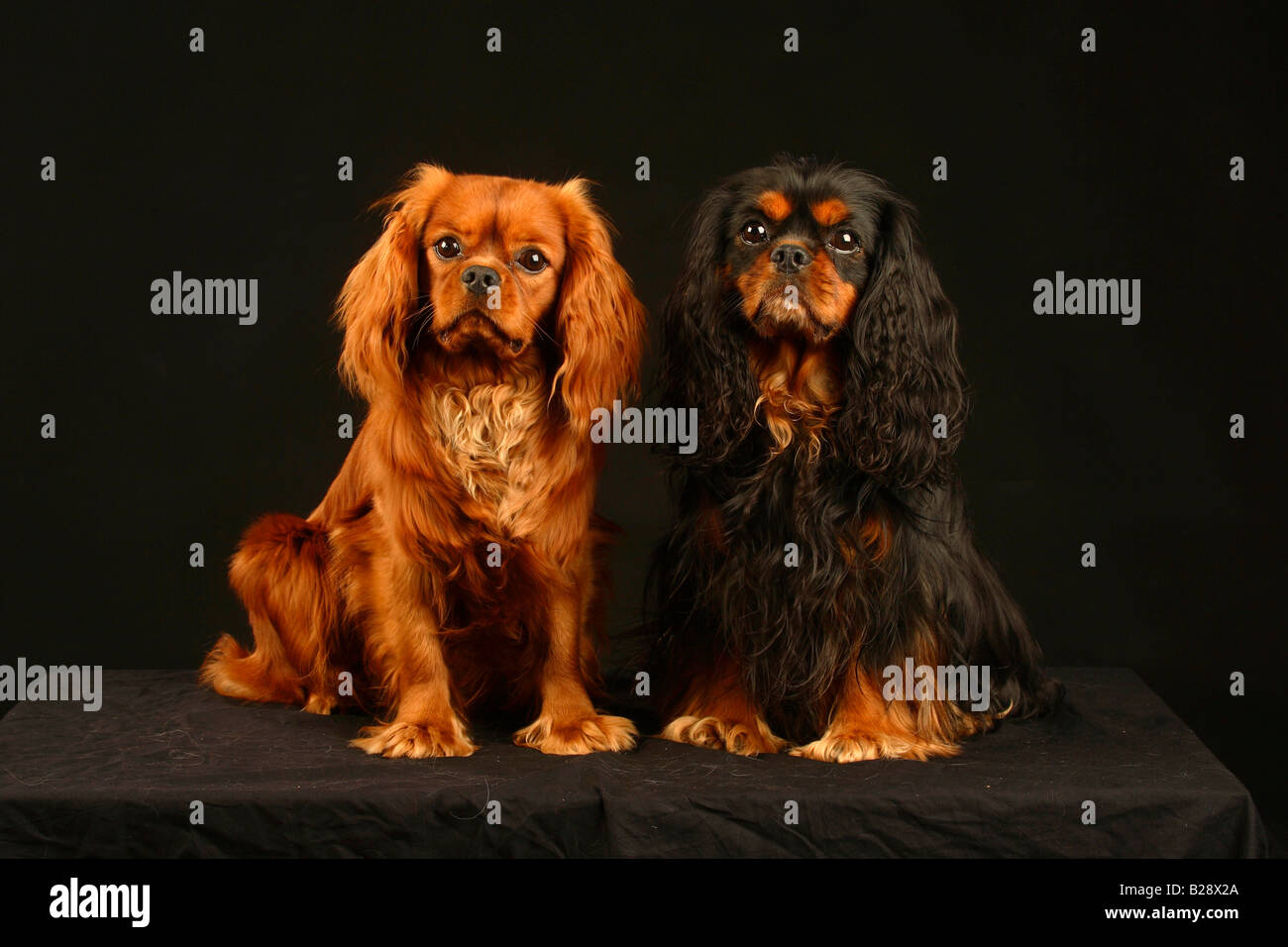 Black and tan and ruby hi-res stock photography and images - Alamy