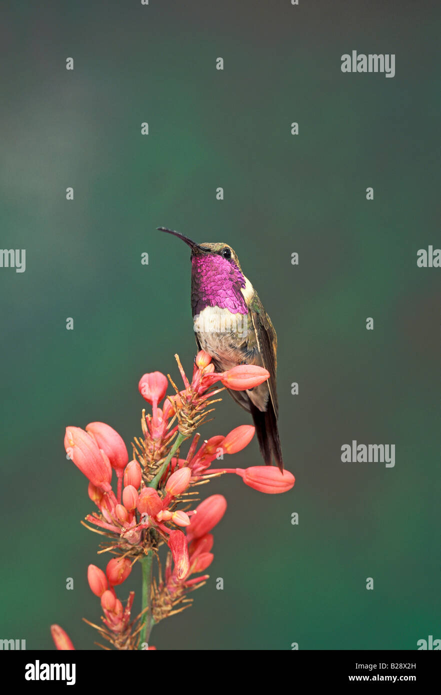 Lucifer Hummingbird Calothorax lucifer Sonoita Arizona United States ...