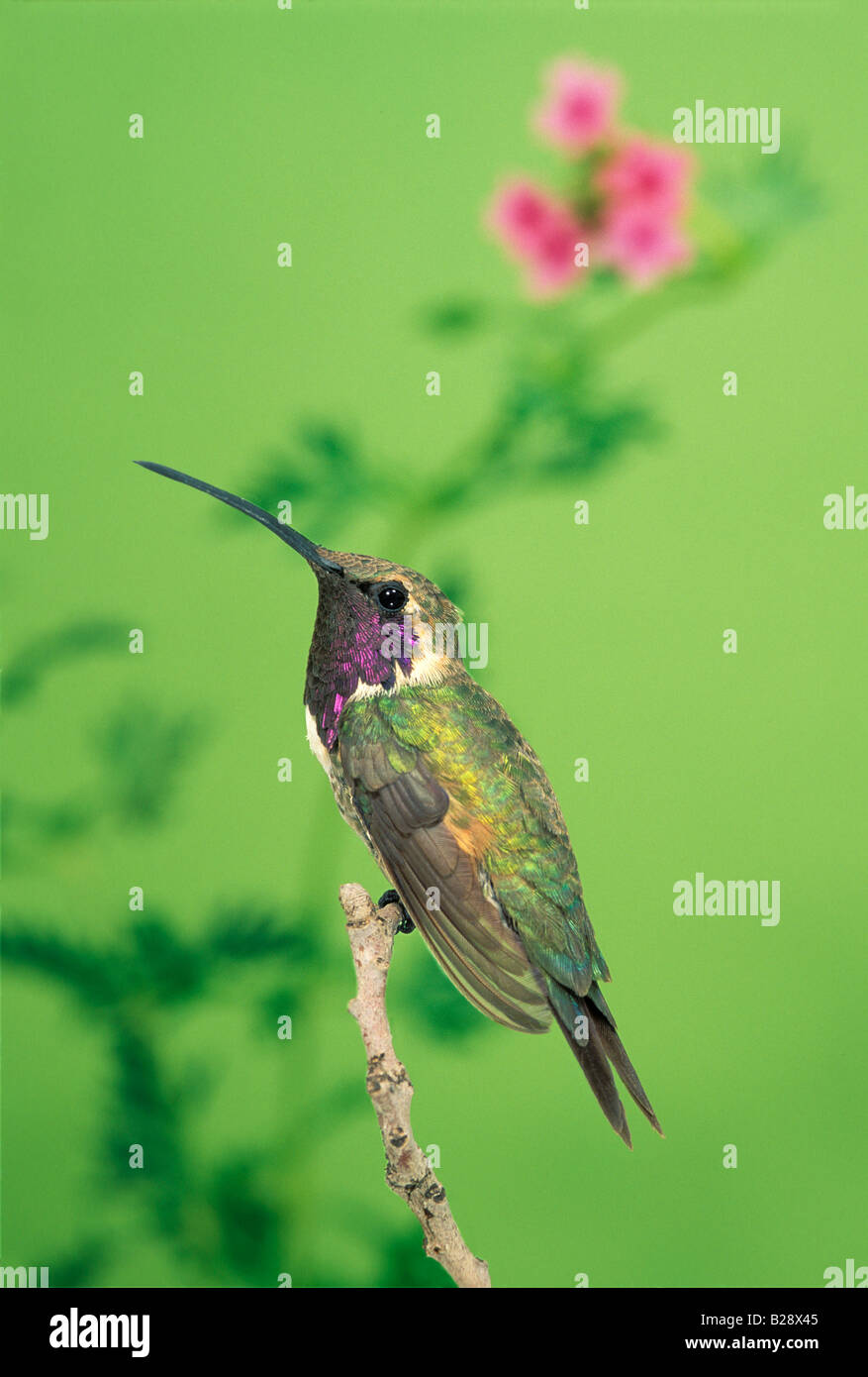 Lucifer Hummingbird Calothorax lucifer Sonoita Arizona United States ...