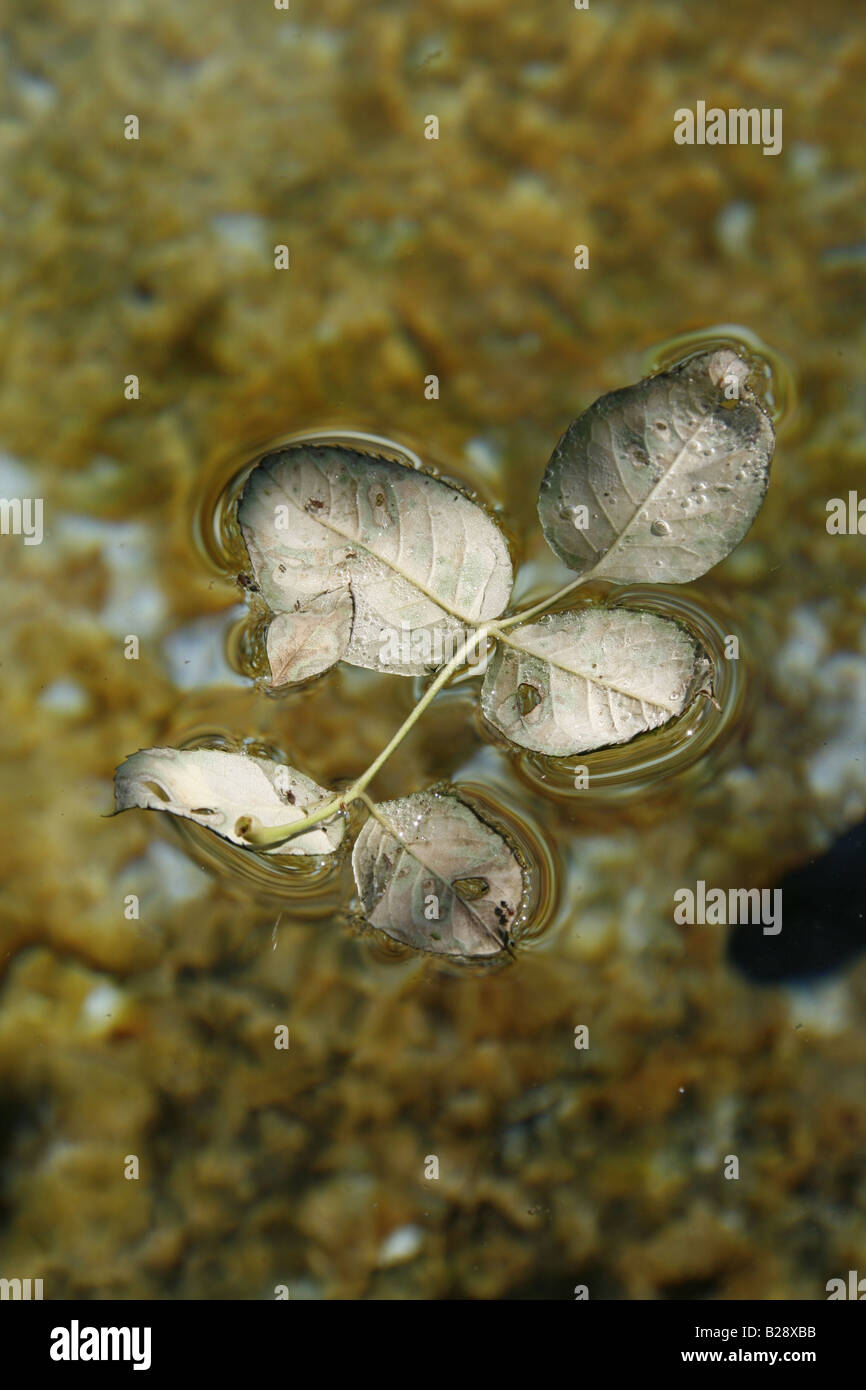 one single fallen leaf floating on lake water Stock Photo - Alamy