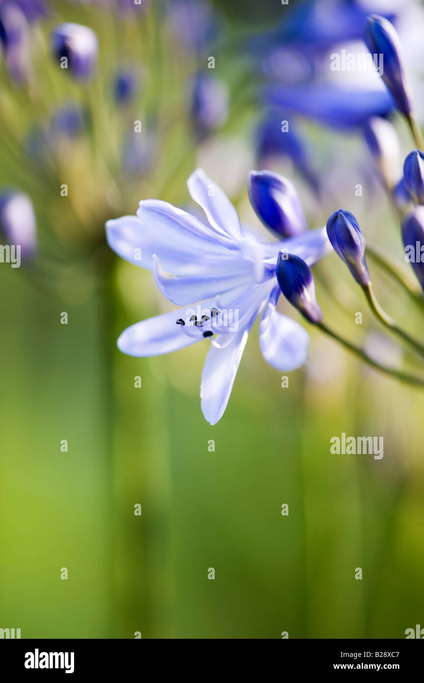 Agapanthus. African blue lily in morning light Stock Photo - Alamy