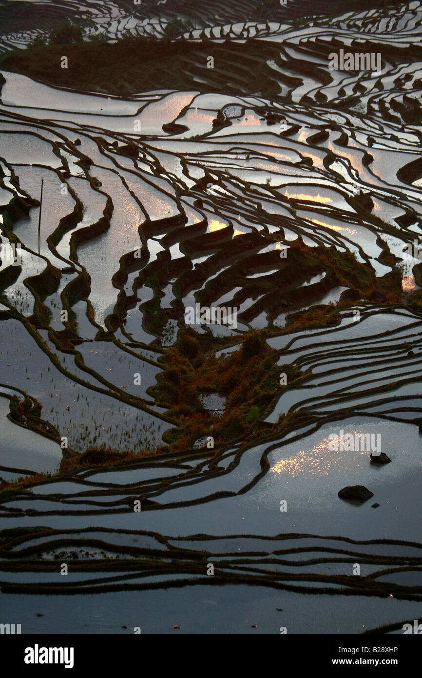 The rice terraces at Yuanyang, Yunnan, China Stock Photo - Alamy