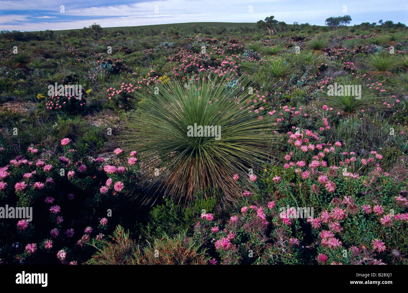 Australian wildflowers wild flowers blooms hi-res stock photography and ...