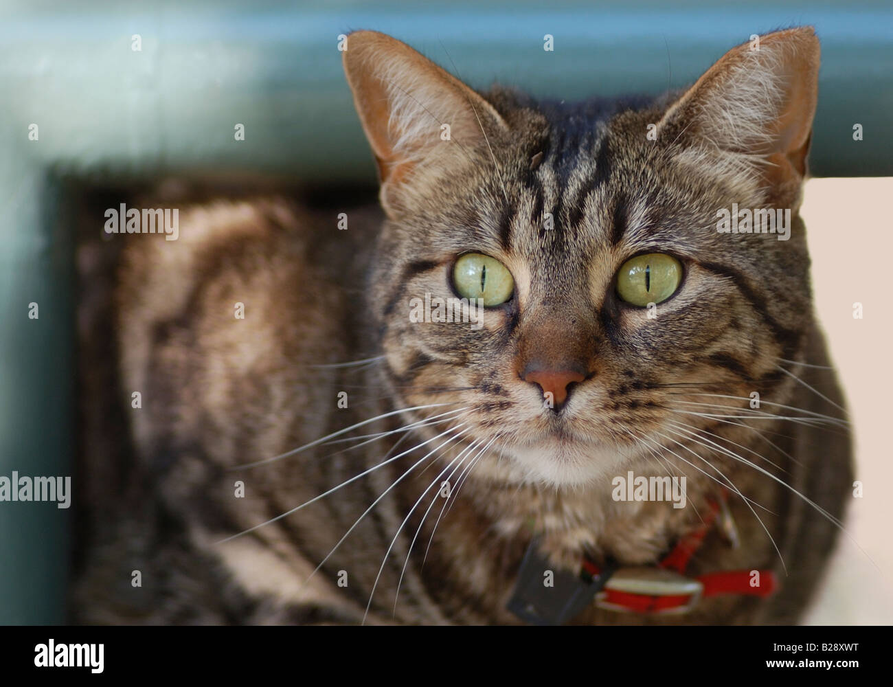 Mottled cat fur hi-res stock photography and images - Alamy