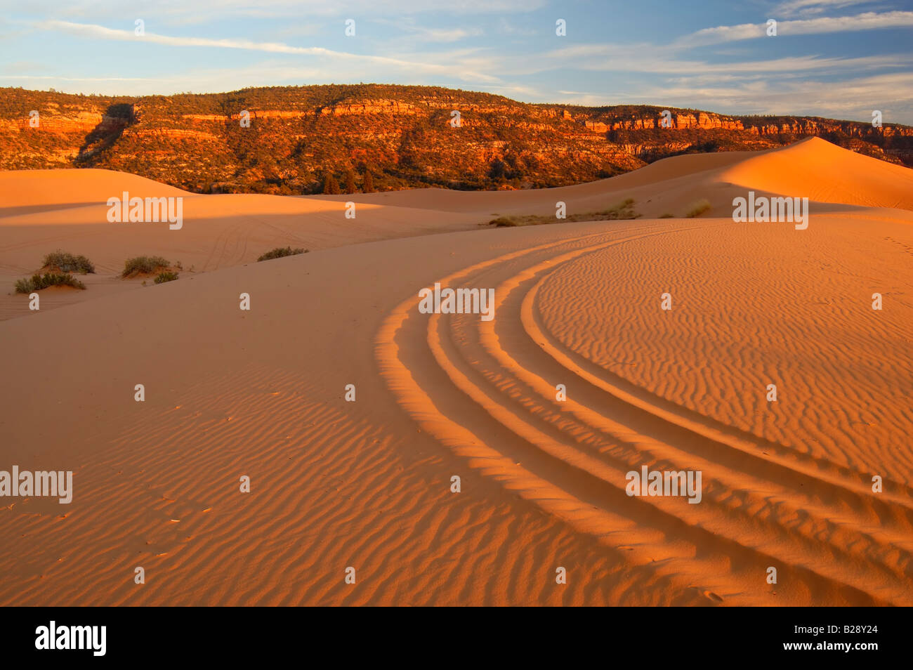 Coral Pink Sand Dunes at sunset Pink dunes with ATV OHV tracks leading ...