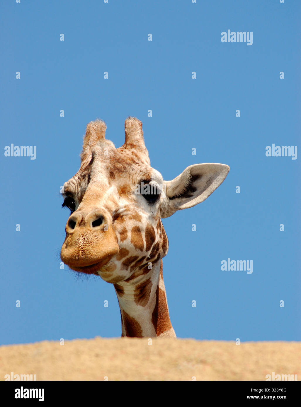 Giraffe peeking from behind rock hi-res stock photography and images ...