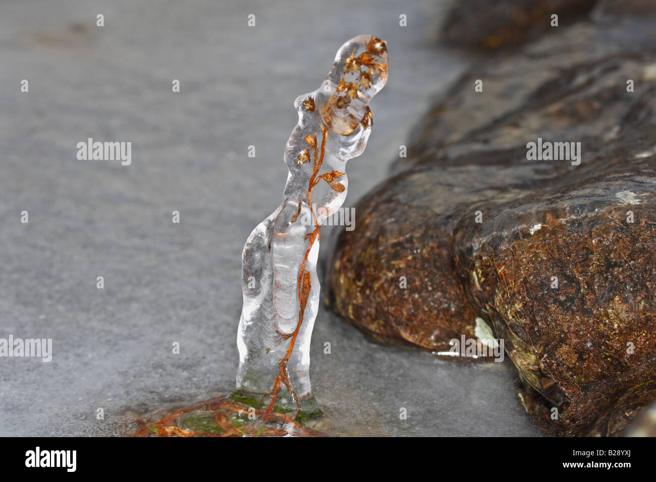 Weed encapsulated in ice Stock Photo - Alamy