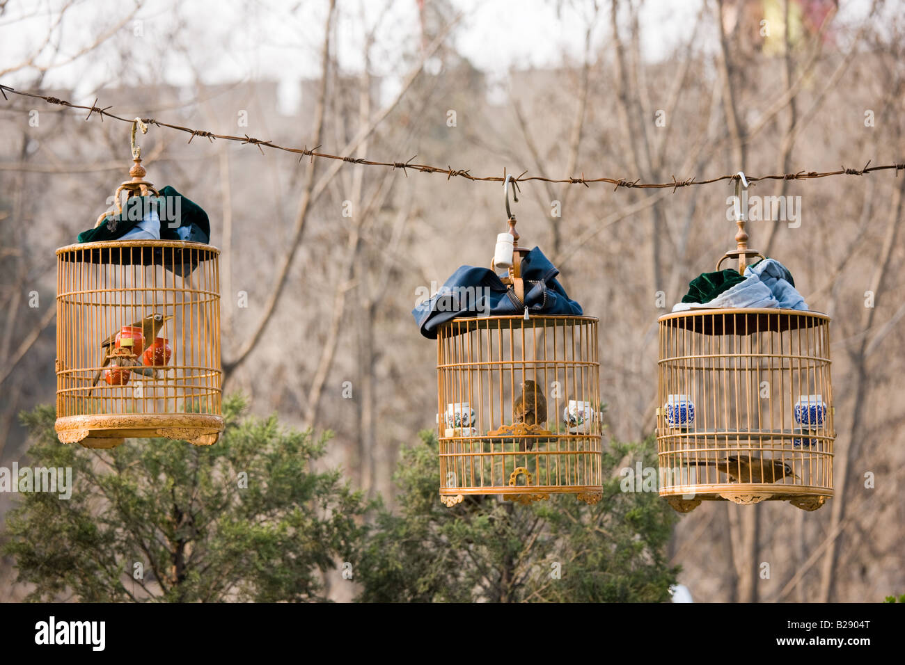 Laughing Thrushes hang in cages in a park central Xian China Stock ...