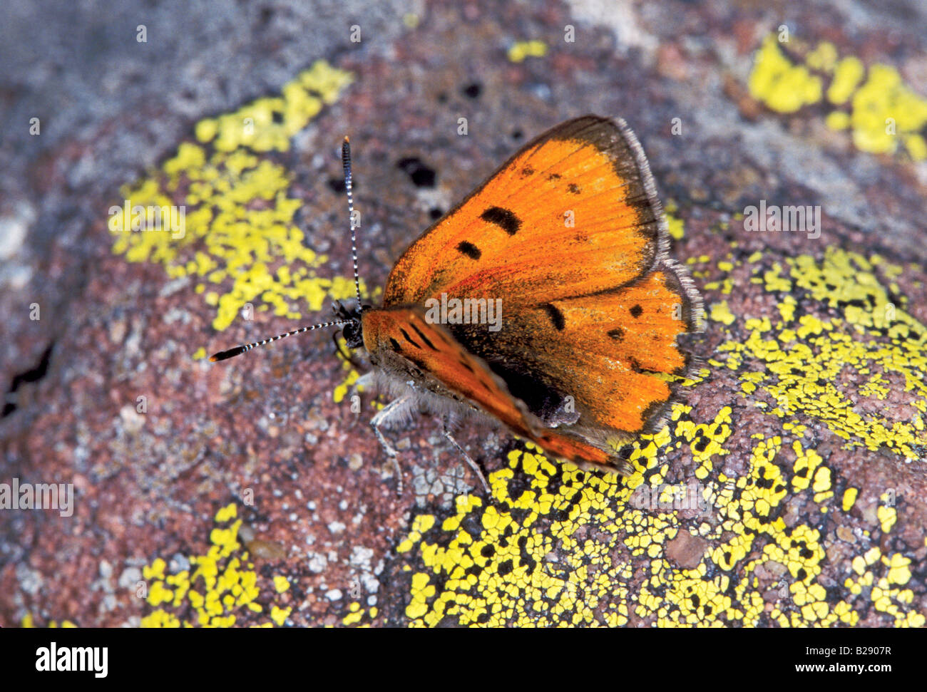 Lustrous Copper Lycaena cupreus Stock Photo - Alamy