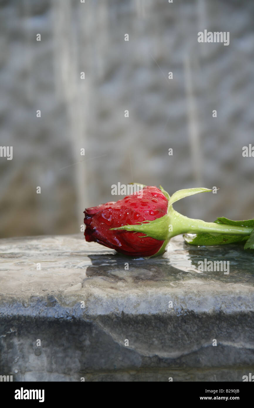 one wet single red rose on wall by fountain Stock Photo - Alamy