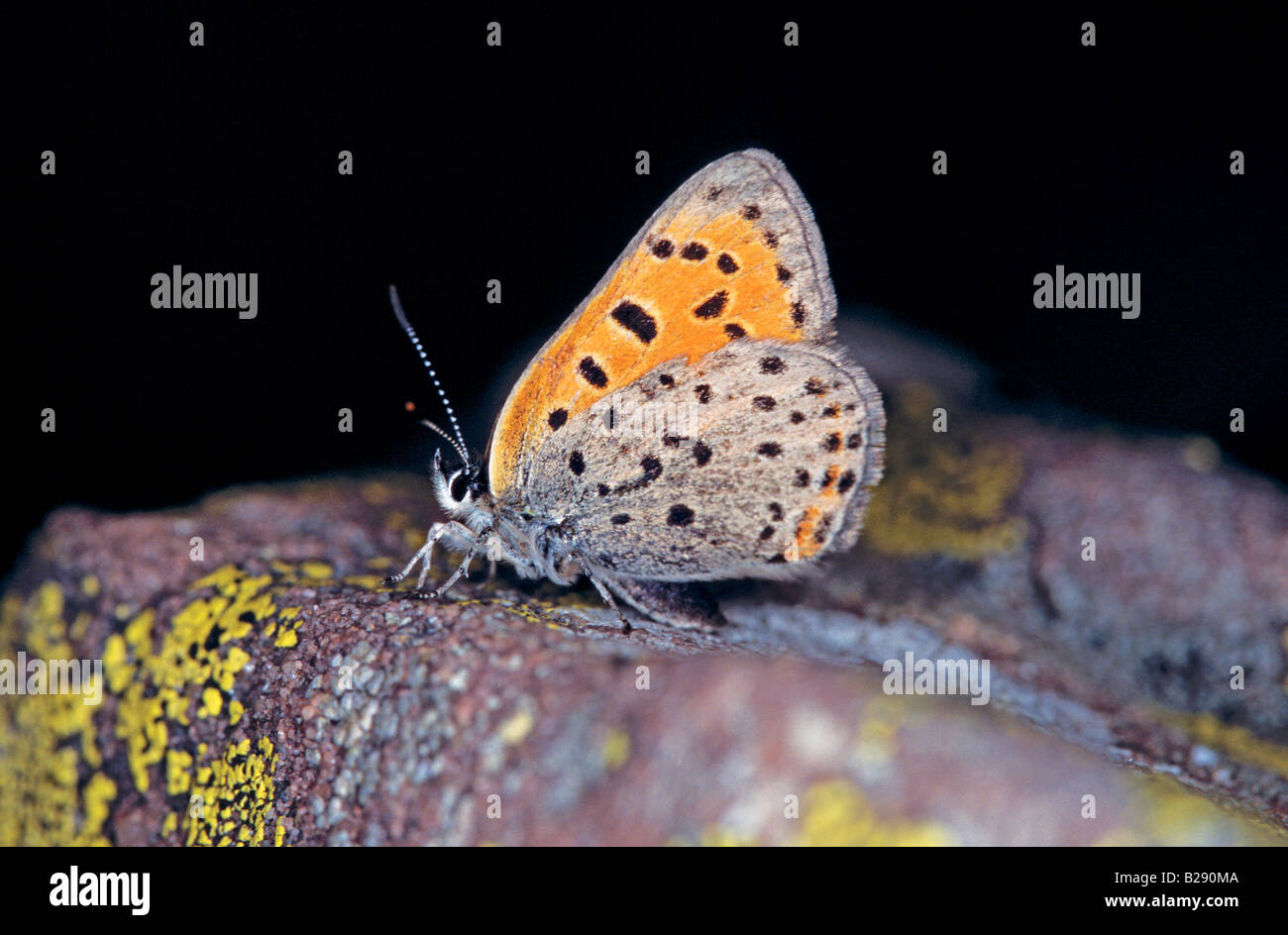 Lustrous Copper Lycaena cupreus Stock Photo - Alamy