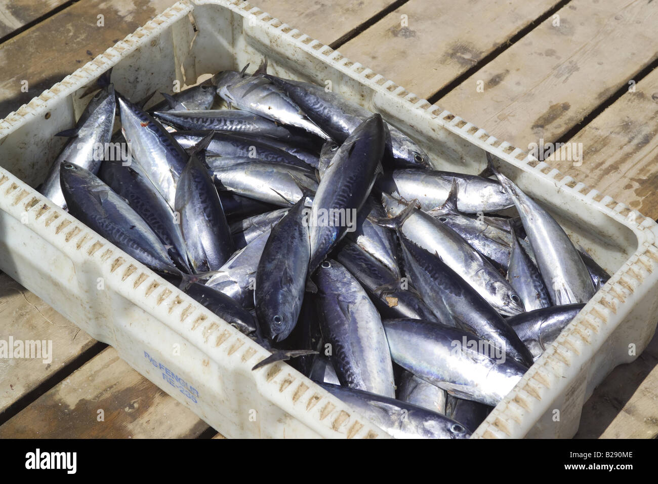 Fish Santa Maria Island of Sal Cape Verde Islands Stock Photo - Alamy