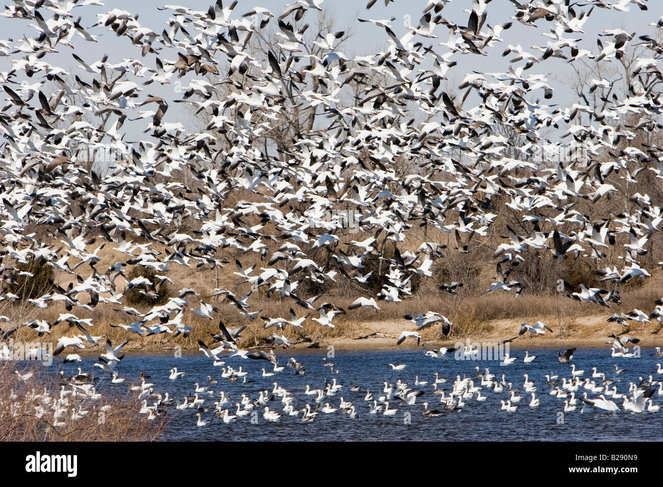 Tens of thousands of canadian snow geese take flight in rural Nebraska ...