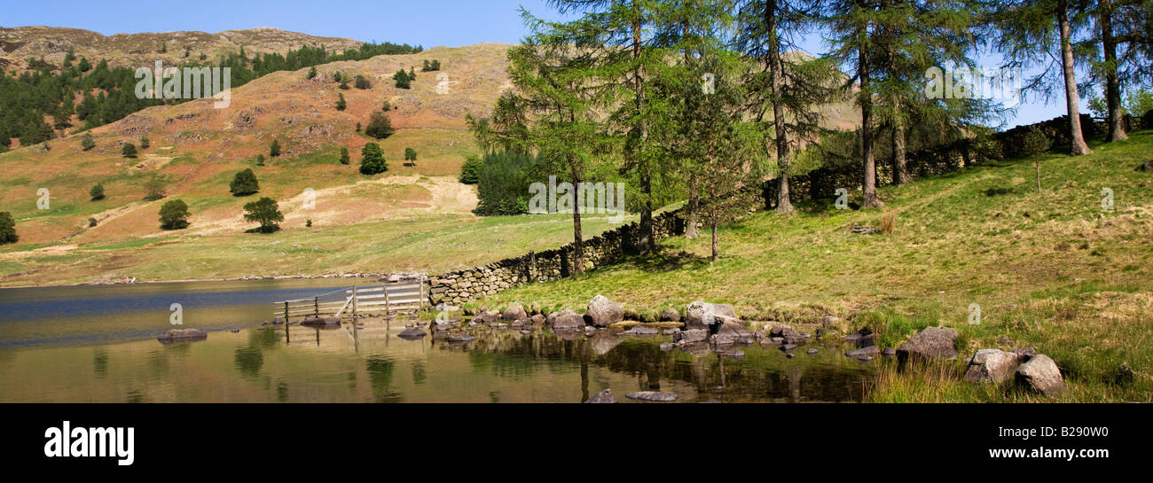 Reflection pine trees united hi-res stock photography and images - Alamy