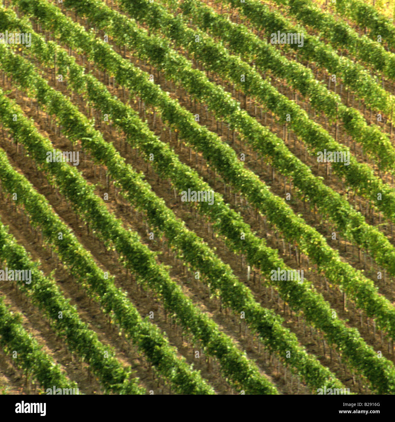 Pictures of grapevines hi-res stock photography and images - Alamy