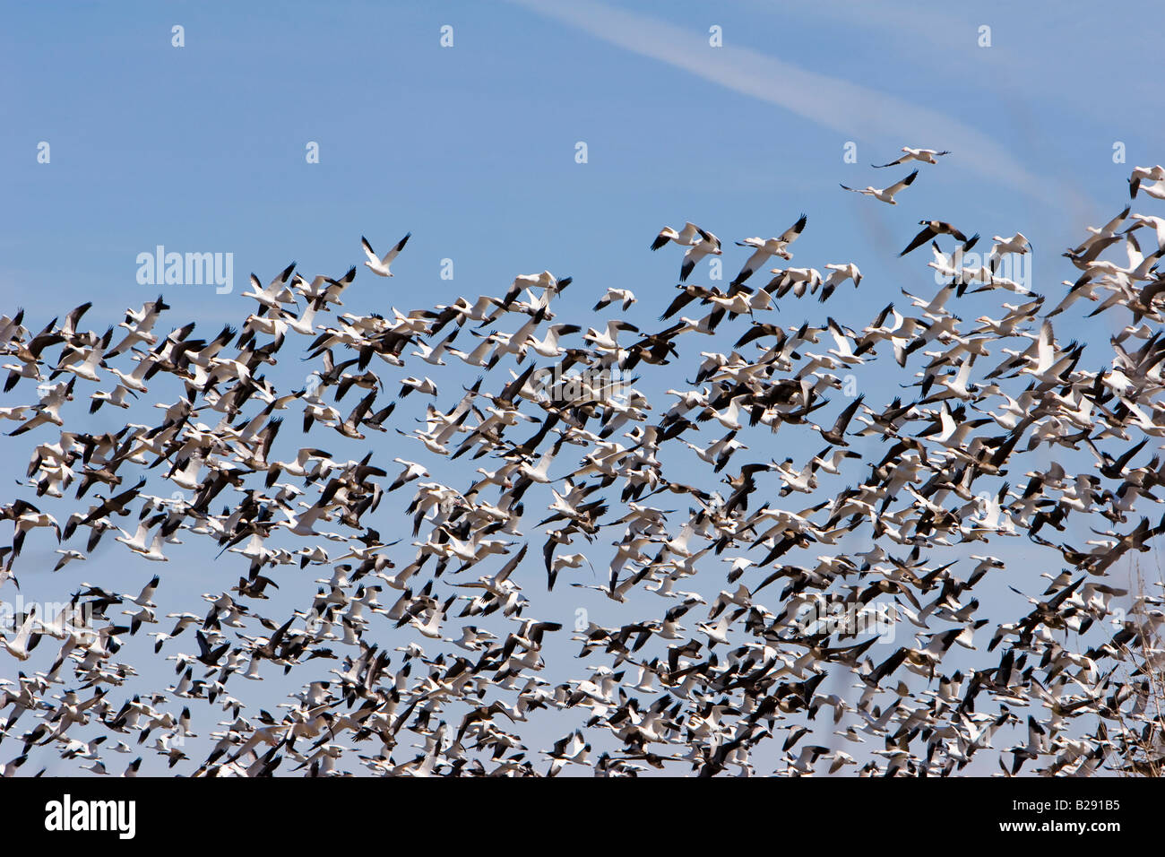 Tens of thousands of canadian snow geese take flight in rural Nebraska ...