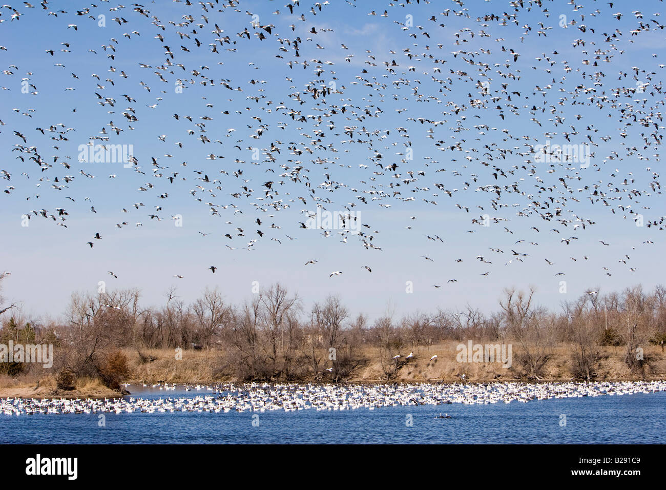 Tens of thousands of canadian snow geese take flight in rural Nebraska ...