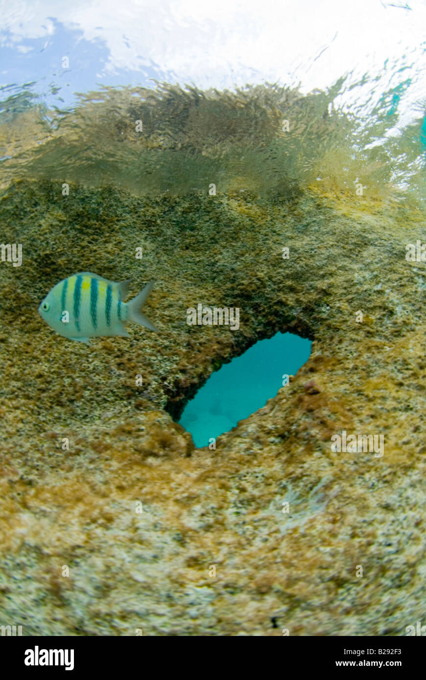 Bermuda fish hi-res stock photography and images - Alamy