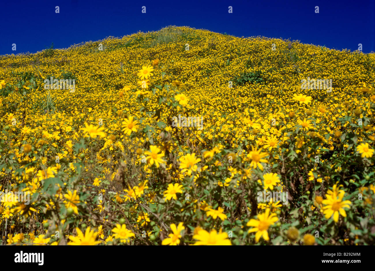 sunflowers mae surin national park northwest thailand Stock Photo - Alamy