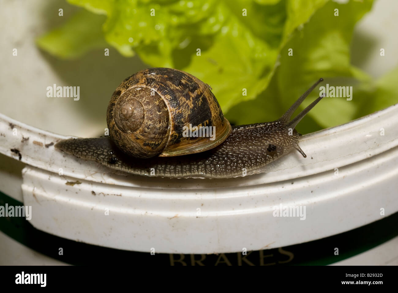 Common garden snail Helix aspersa with lettuce in greenhouse UK Stock ...