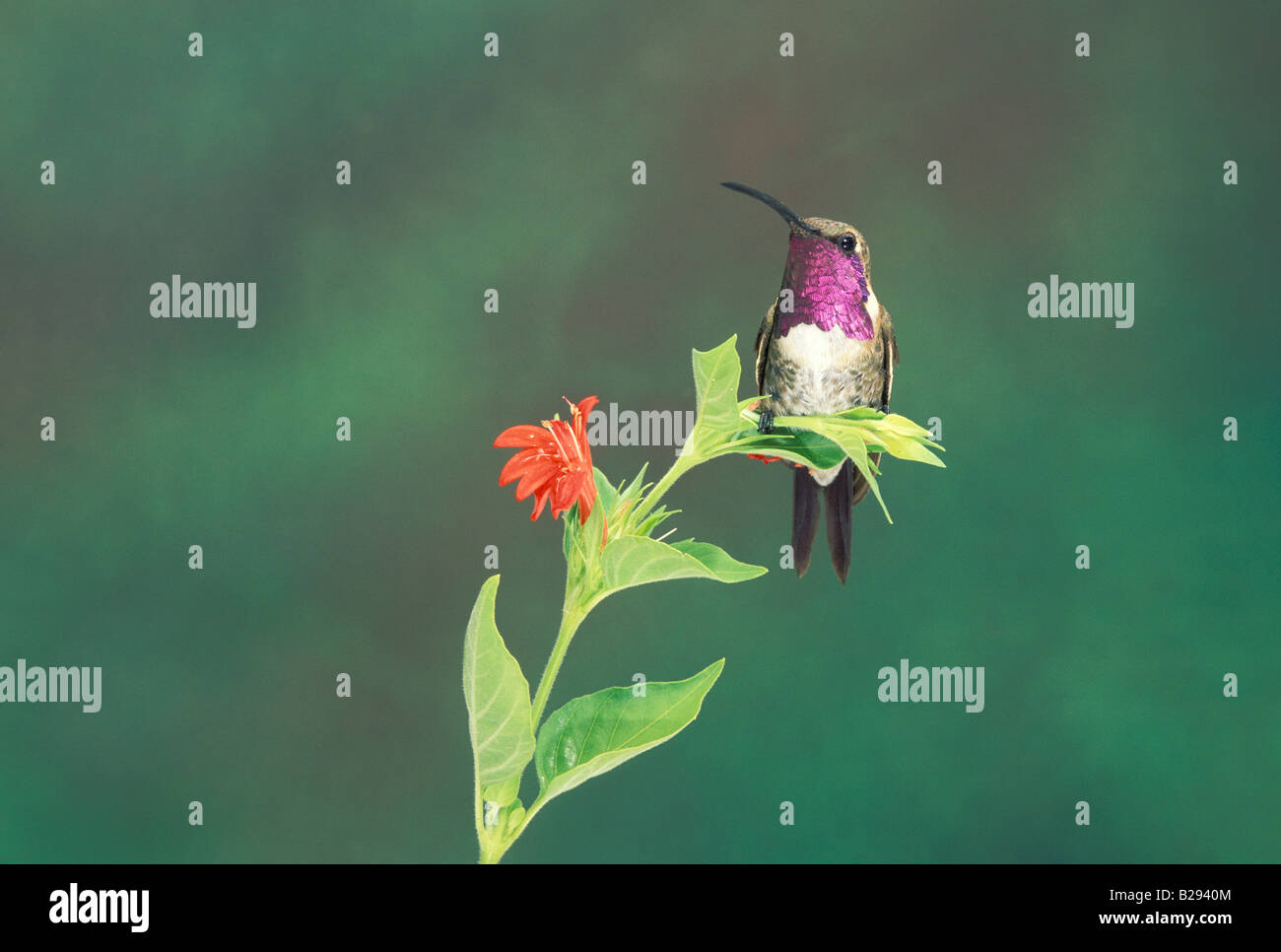 Lucifer Hummingbird Calothorax lucifer Stock Photo - Alamy