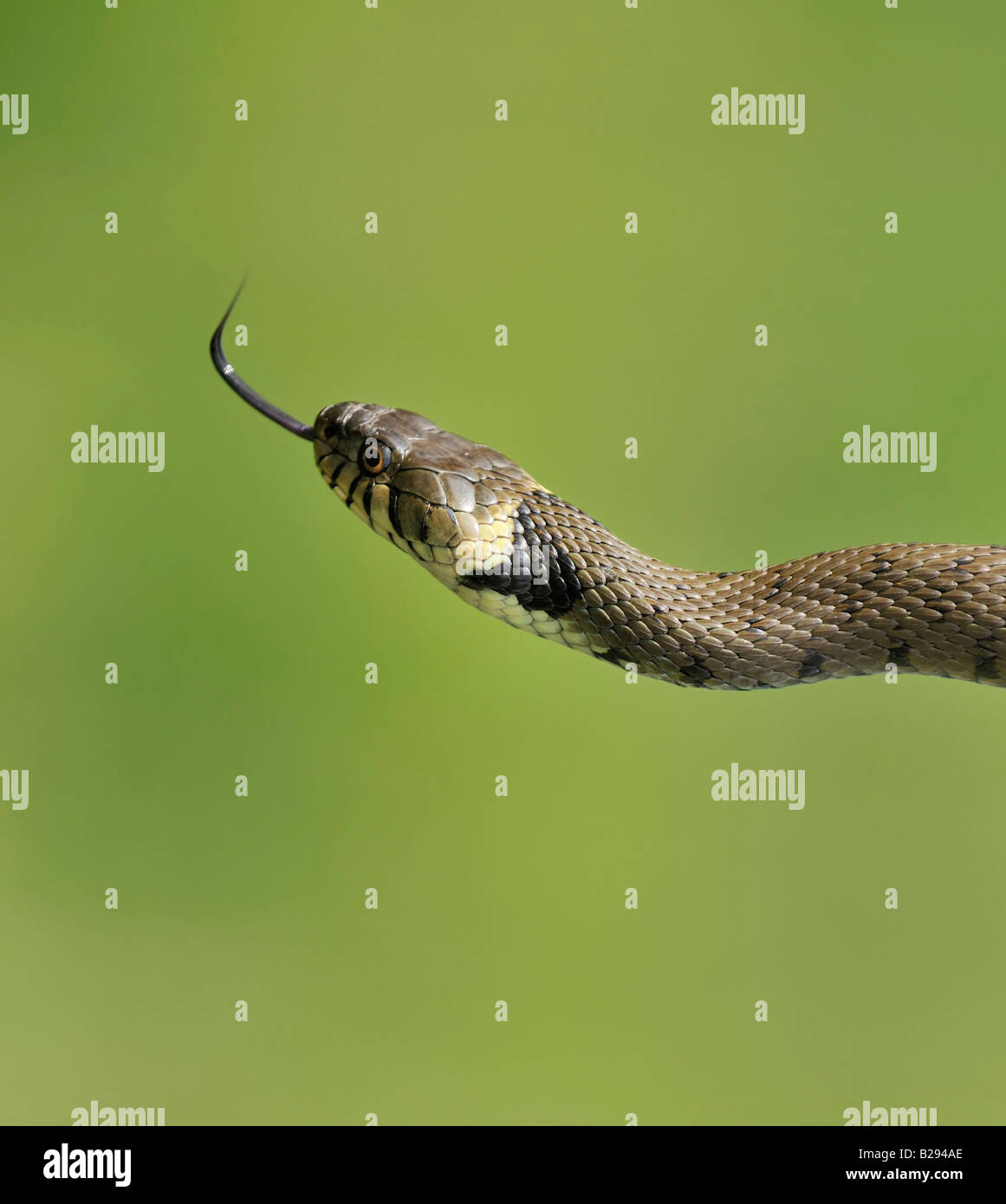 Grass Snake Natrix natrix Stock Photo - Alamy