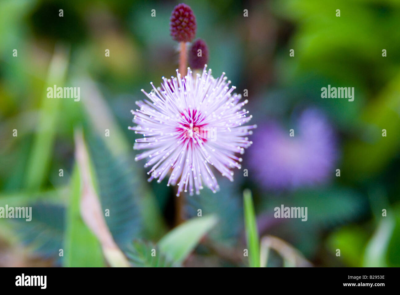 Purple hawaii plants hi-res stock photography and images - Alamy