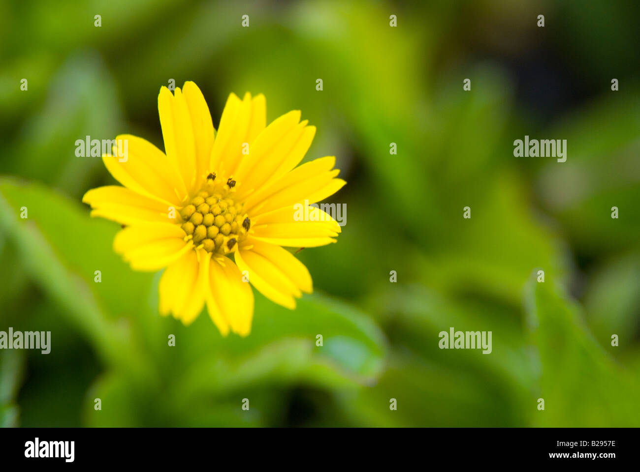 Kauai garden flower hi-res stock photography and images - Alamy