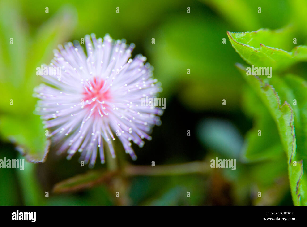 Purple hawaii flowers hi-res stock photography and images - Alamy