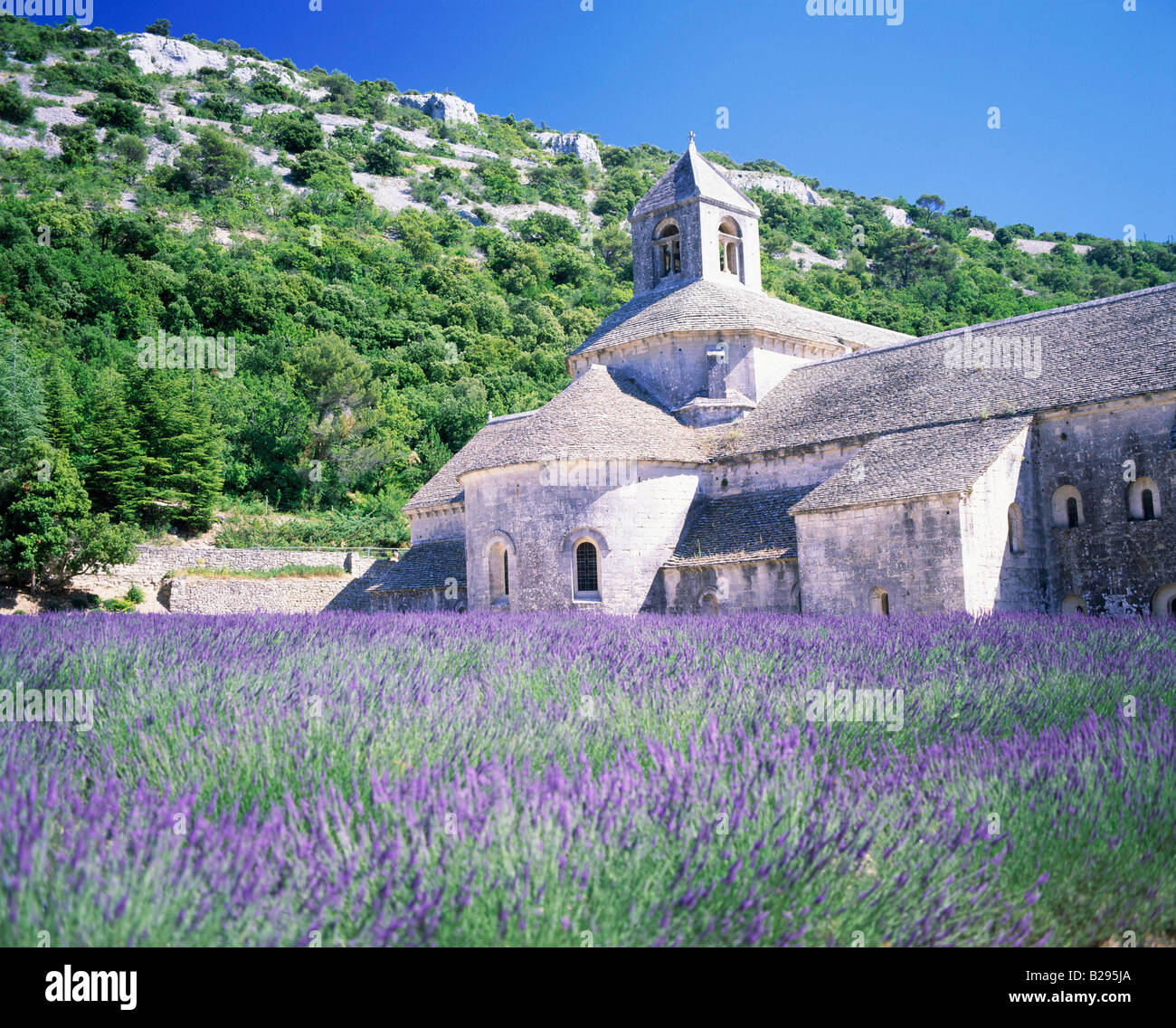 FRANCE Provence Senanque Abbey Lavender Fields Stock Photo - Alamy
