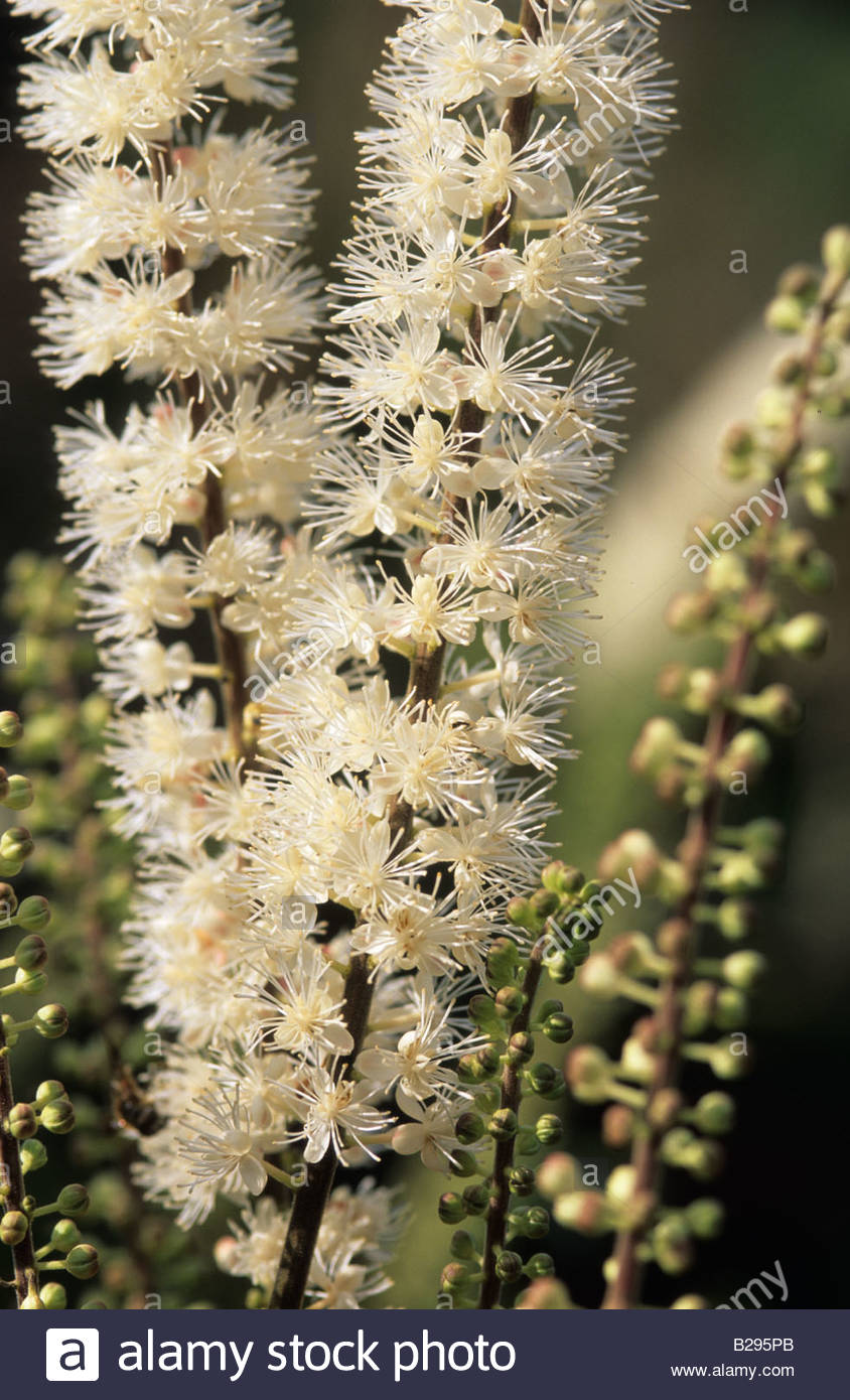 Cimicifuga Simplex Stock Photos & Cimicifuga Simplex Stock Images - Alamy