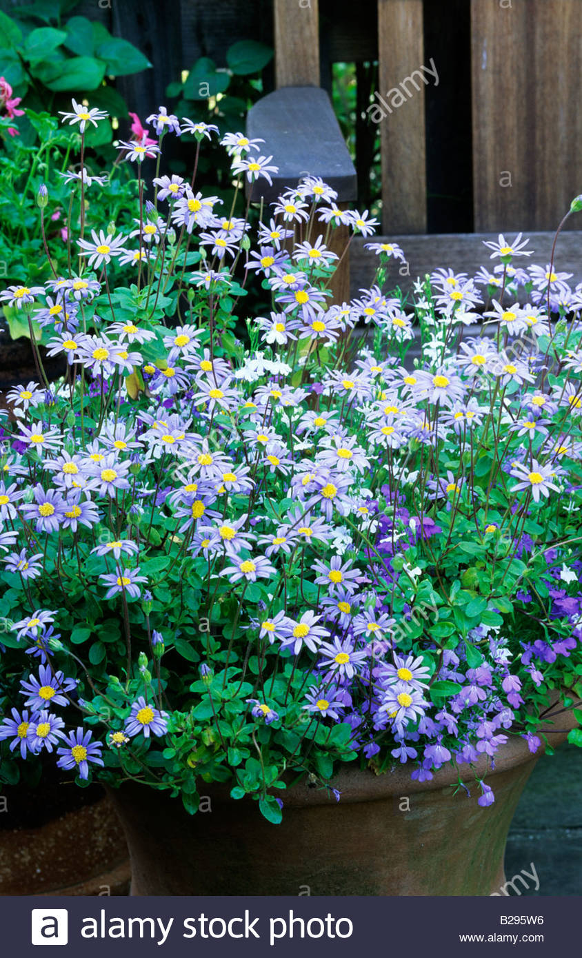 Felicia Amelloides Stock Photos & Felicia Amelloides Stock Images - Alamy