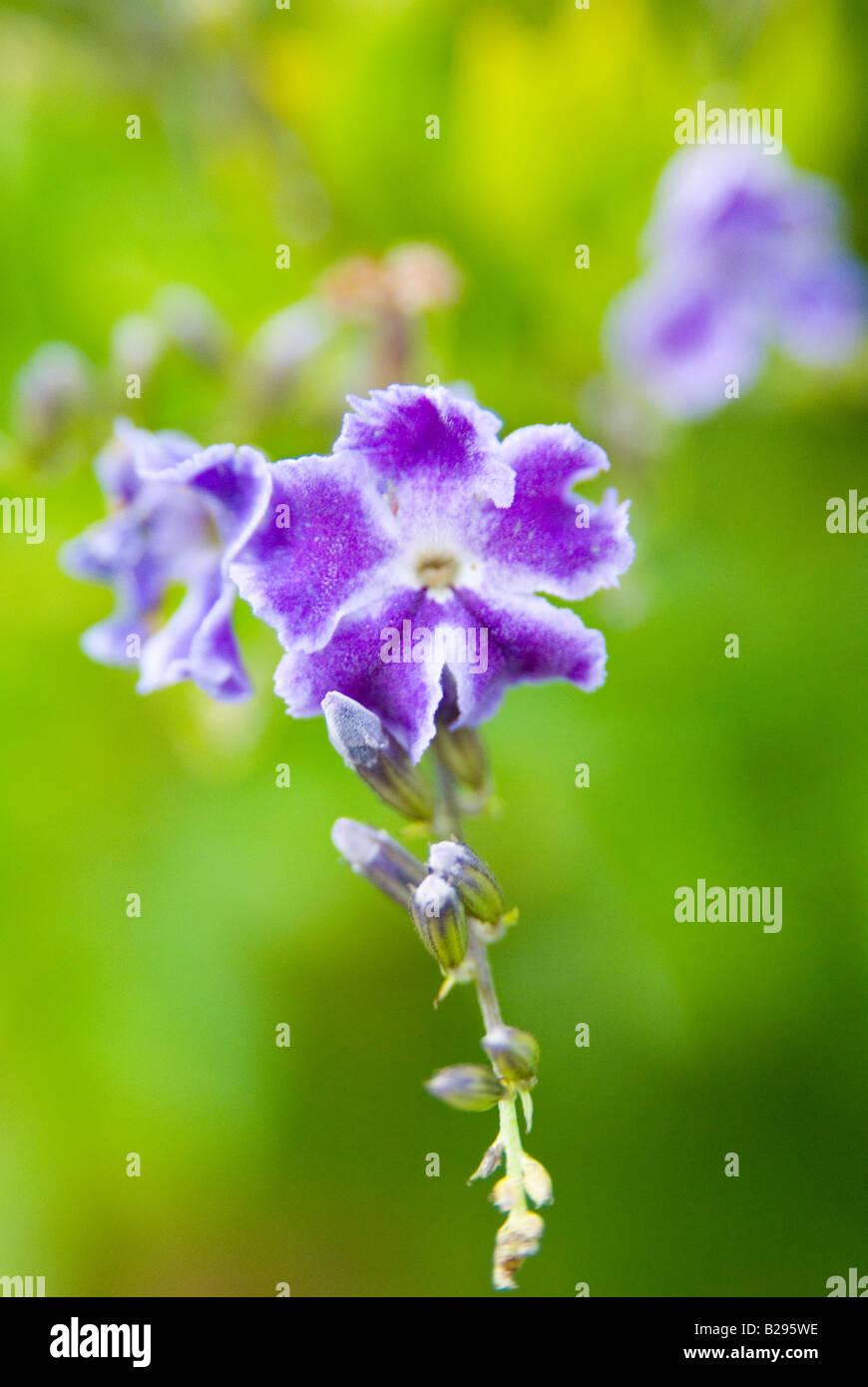 Purple hawaii flowers hi-res stock photography and images - Alamy