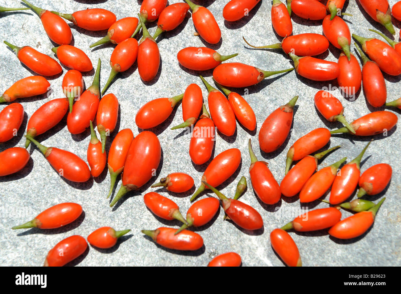 Fresh Goji Berries. 19-Jul-2008 Stock Photo - Alamy