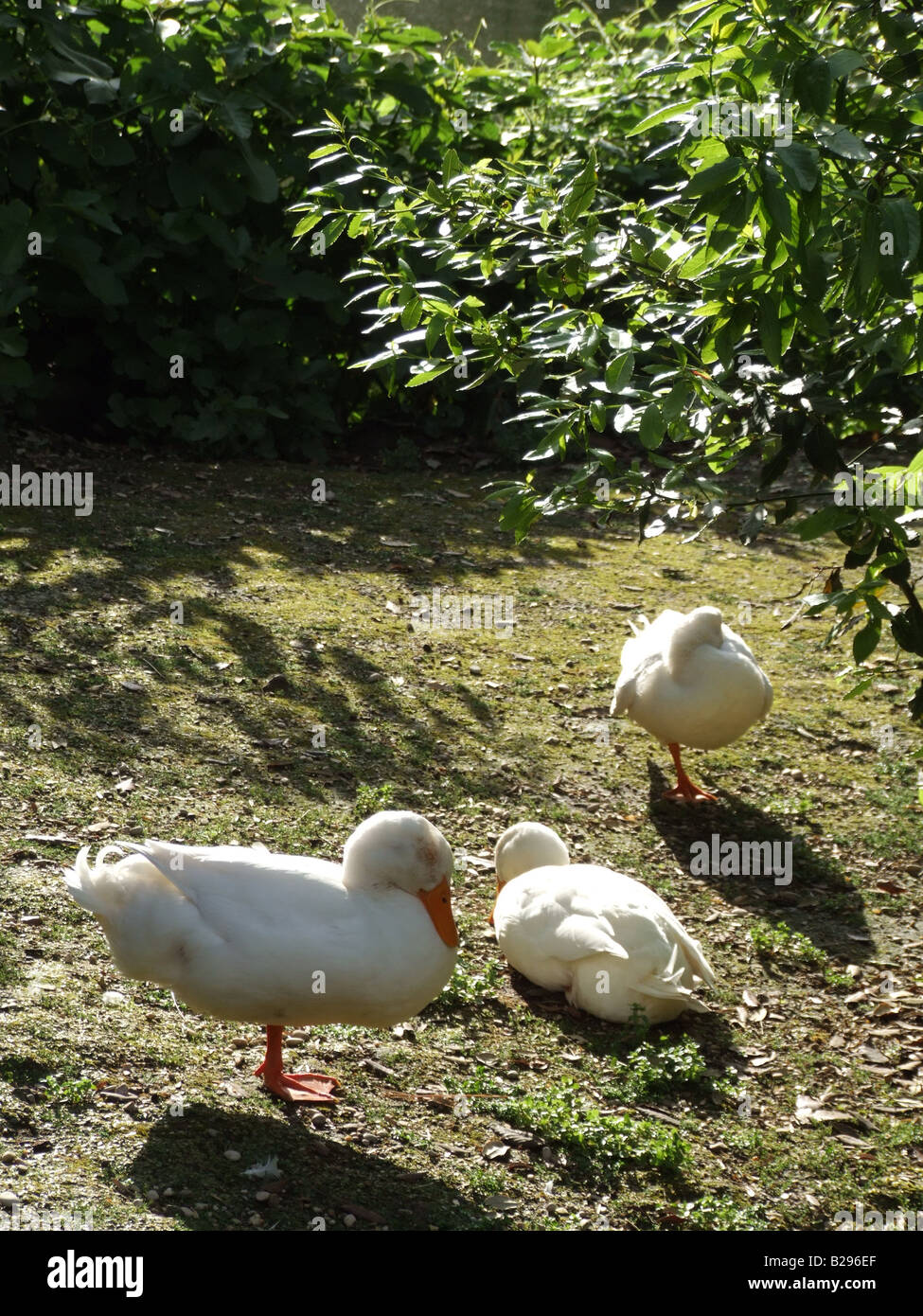 Bank three ducks hi-res stock photography and images - Alamy