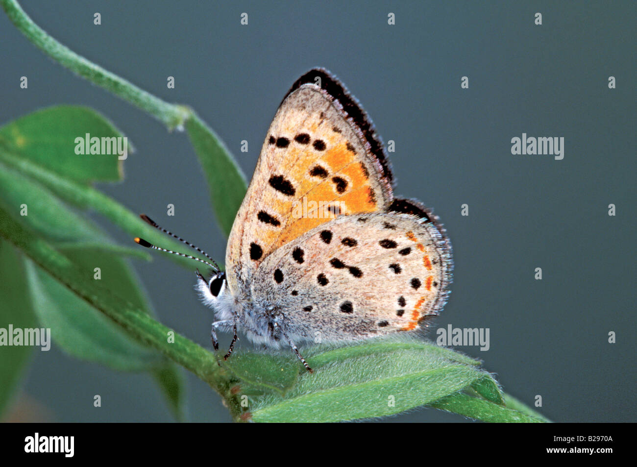 Lustrous Copper Lycaena cupreus Stock Photo - Alamy