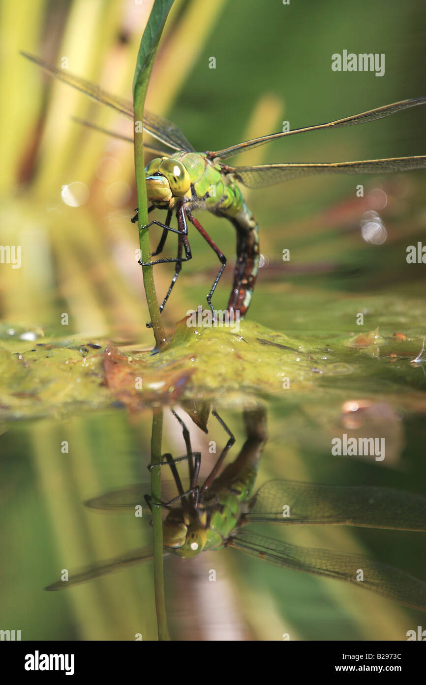 Dragonfly Eggs Close Up High Resolution Stock Photography and Images ...
