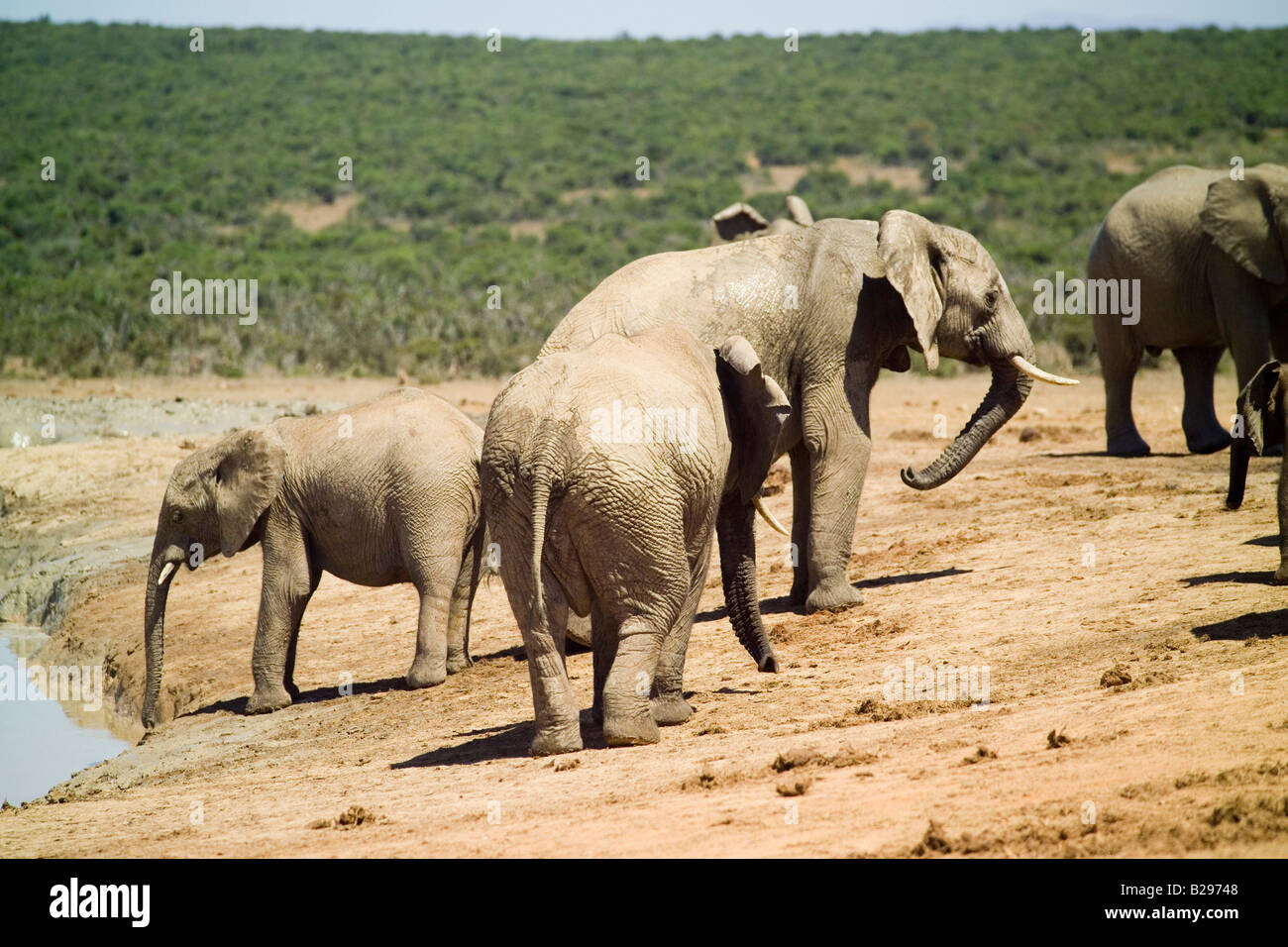 Addo Elephant National Park Garden Route South Africa Ref WP TARU ...