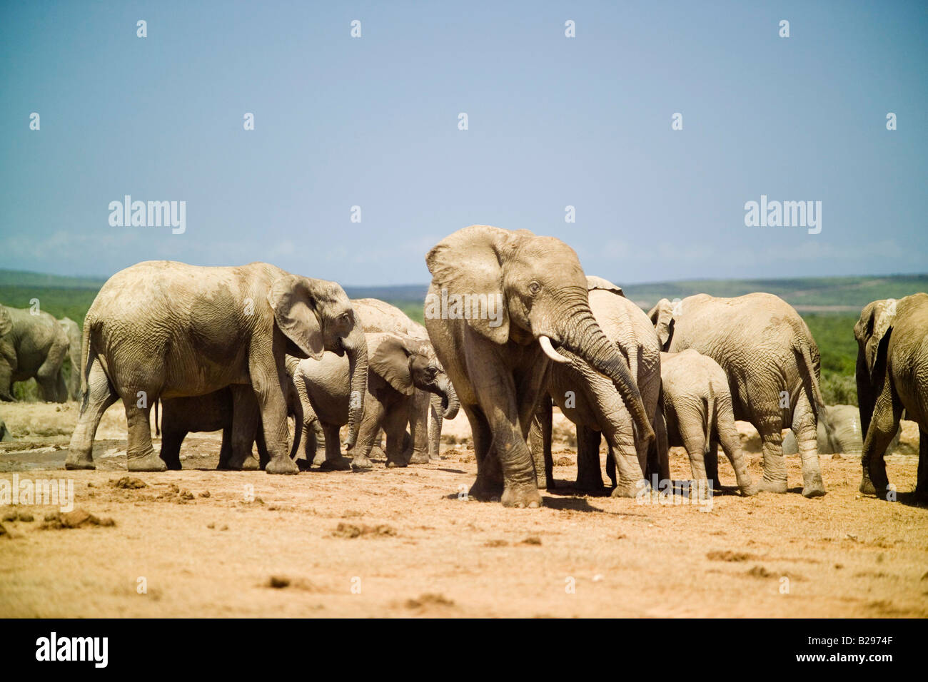 Addo Elephant National Park Garden Route South Africa Ref WP TARU ...