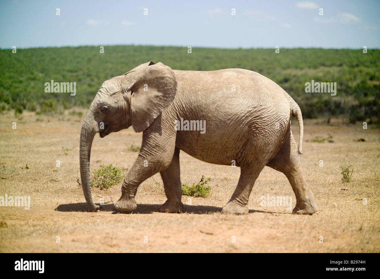 Addo Elephant National Park Garden Route South Africa Ref WP TARU ...